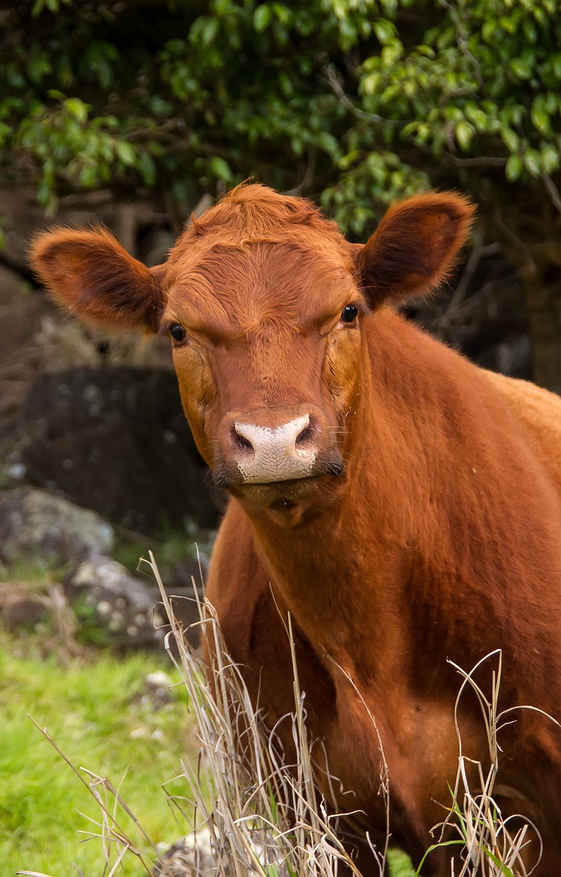 Aussie Beef and Lamb. The Australian brand of red meat the United ...