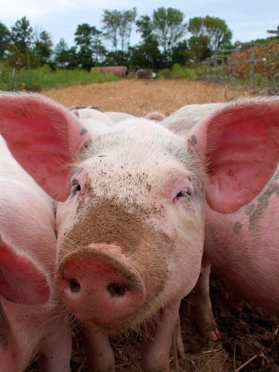 The Spanish pig sector strengthens ties with the French pig sector