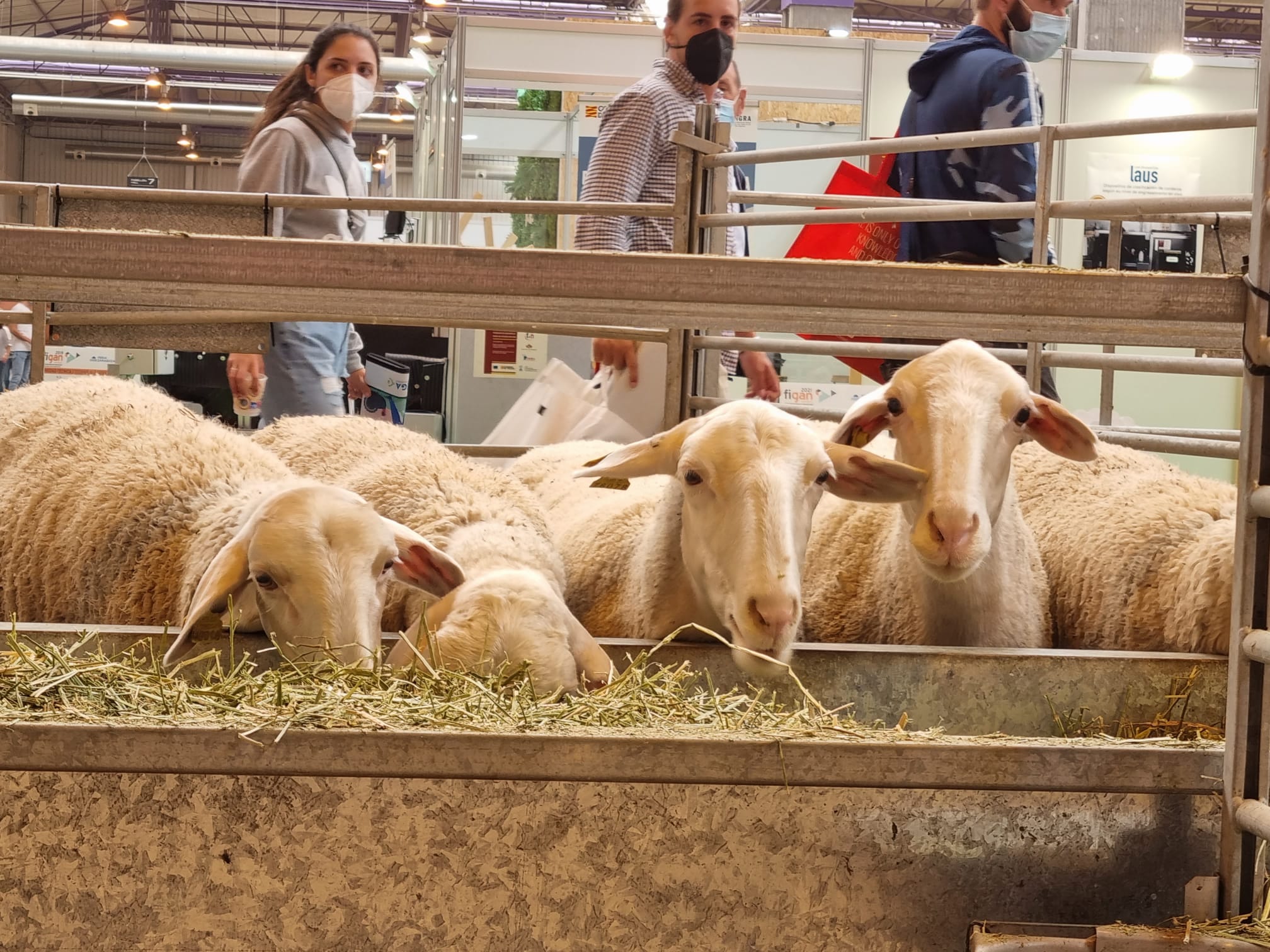 The value of sheep and goat exports grows strongly in 2024